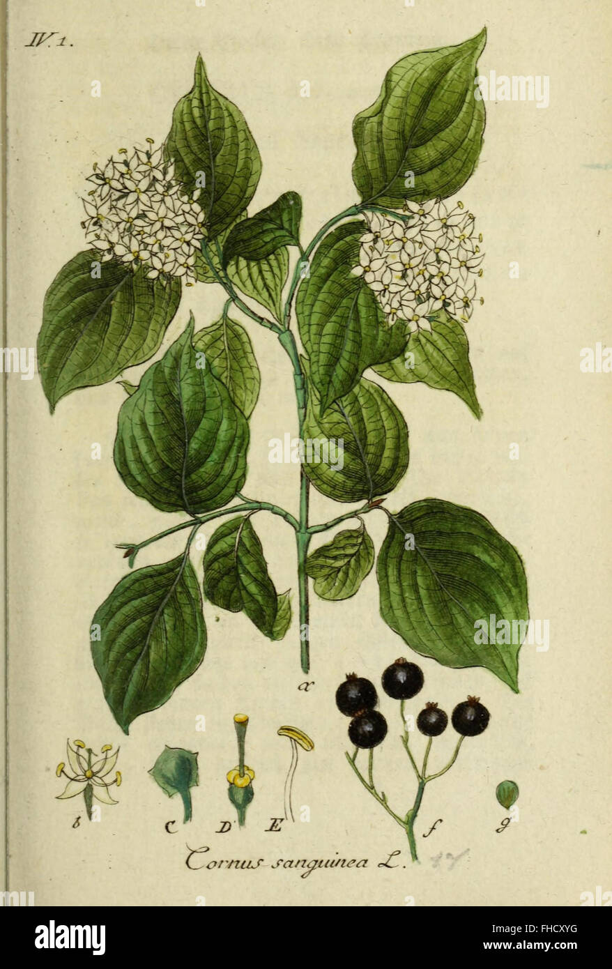 A work showcasing the flora of Germany through detailed botanical ...