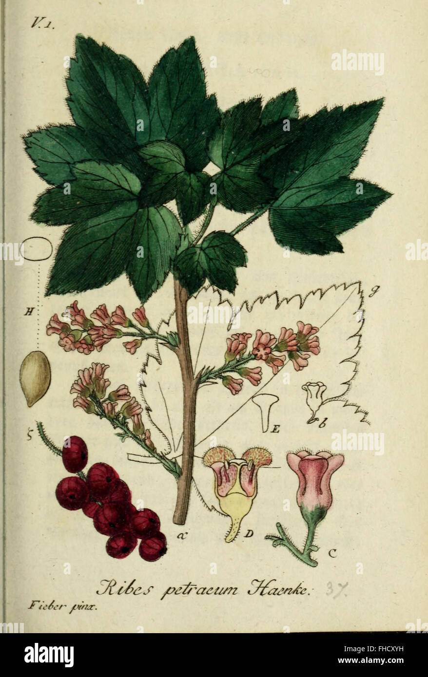 A botanical work depicting the flora of Germany, with illustrations ...