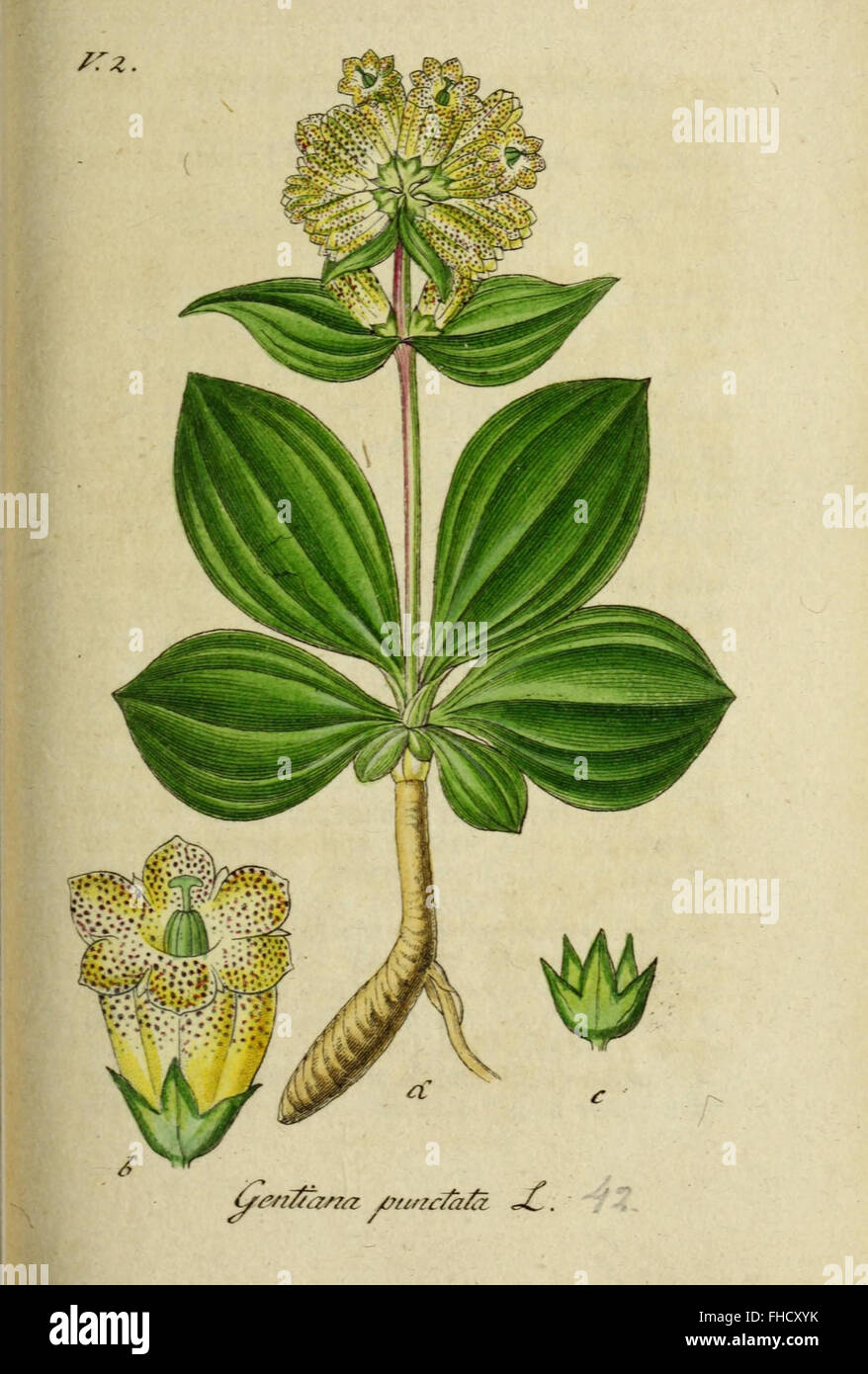 A botanical work from Germany showcasing its flora through detailed ...