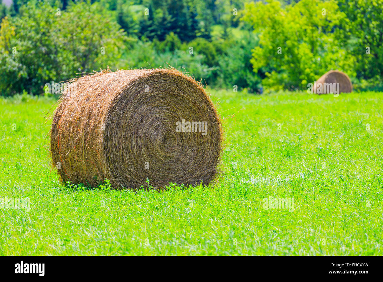 Round hay bales on the green field Stock Photo - Alamy