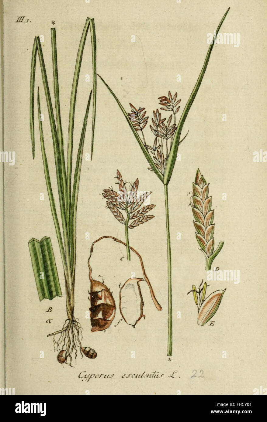 Deutschlands Flora in Abbildungen nach der Natur is a botanical work ...