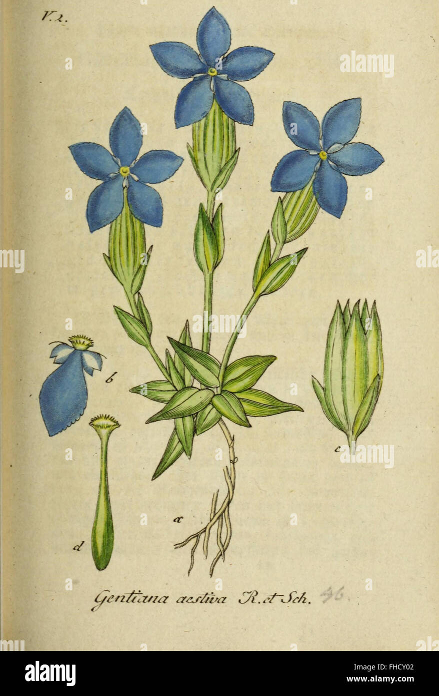 A botanical work depicting the flora of Germany, showcasing detailed ...
