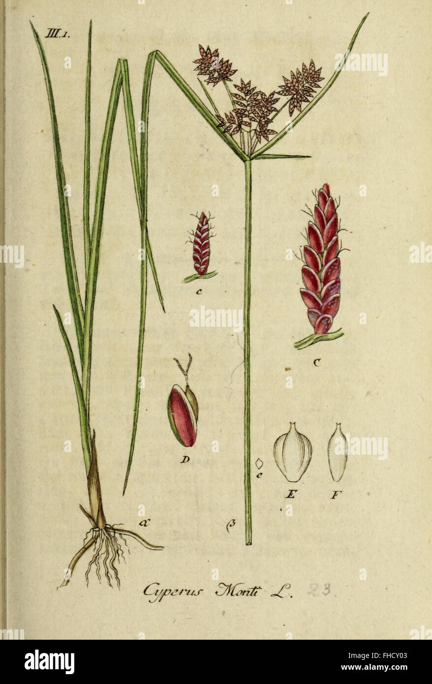 Deutschlands Flora, a botanical work illustrating the flora of Germany with detailed plant ...
