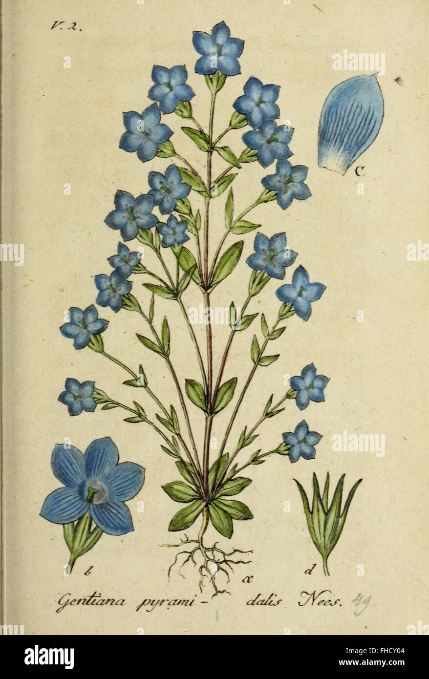 A botanical work illustrating the plants of Germany, featuring detailed ...