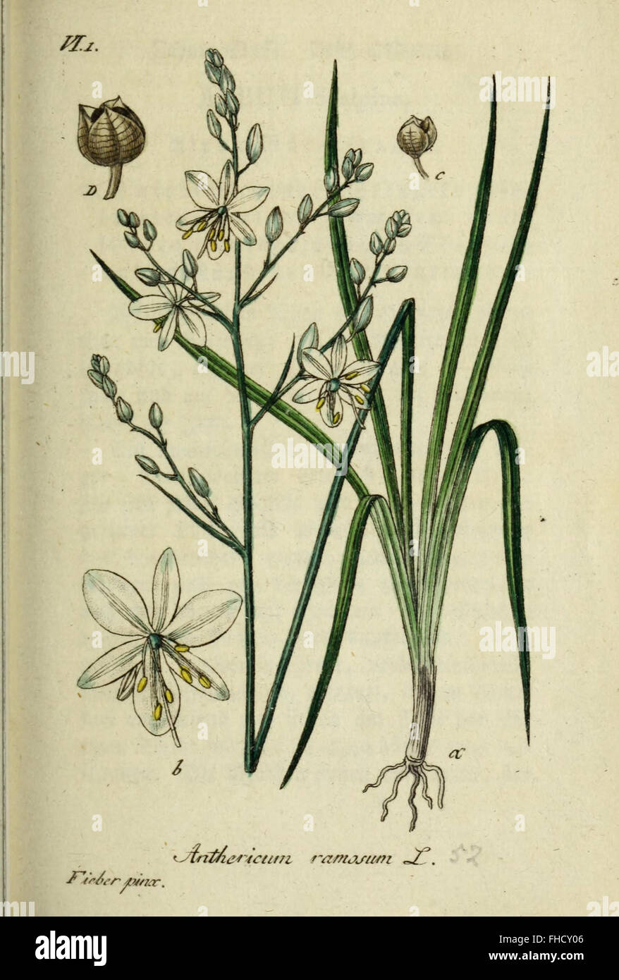 A visual representation of Germany’s flora, showcasing plants as seen ...