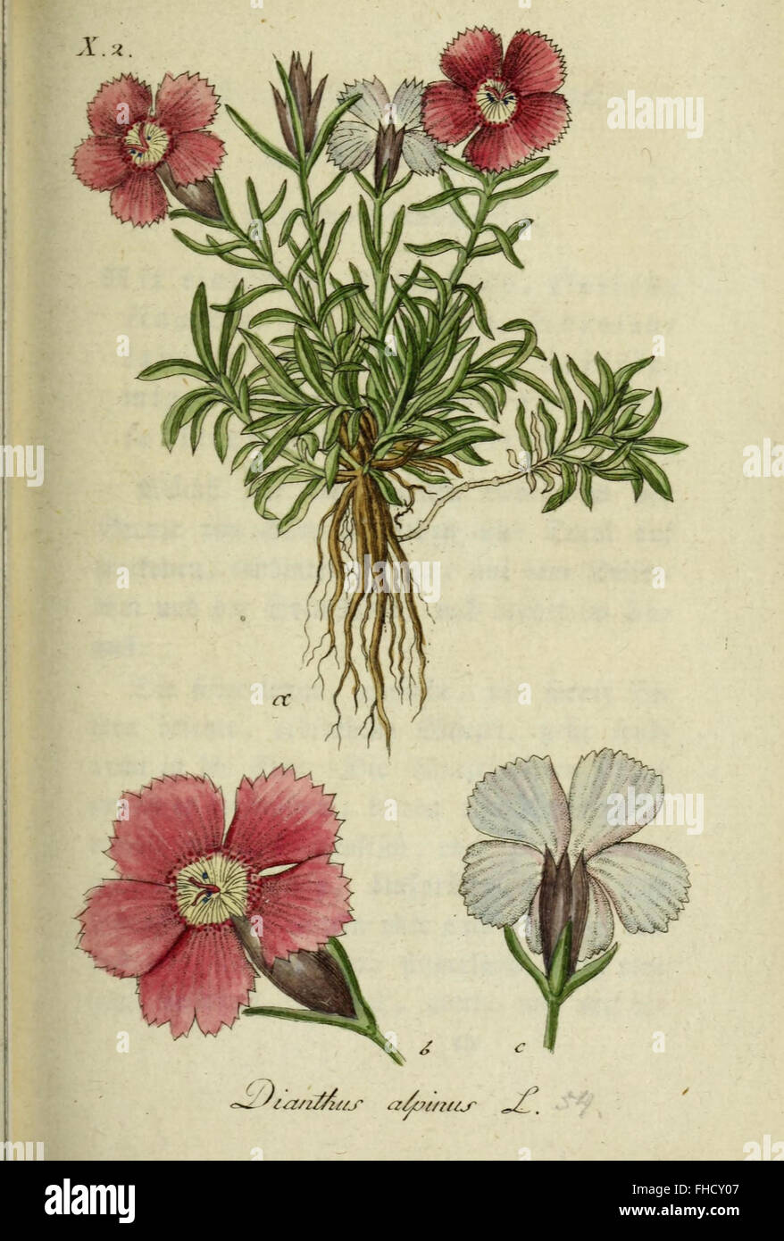 A botanical work titled 'Deutschlands Flora in Abbildungen nach der ...