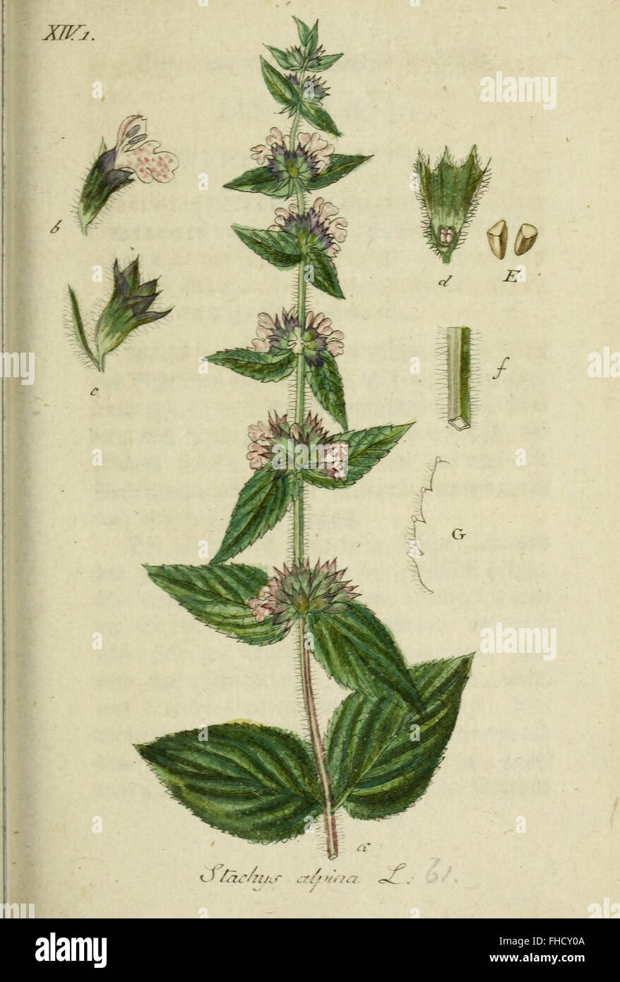 A 19th-century botanical work illustrating the native plants of Germany ...