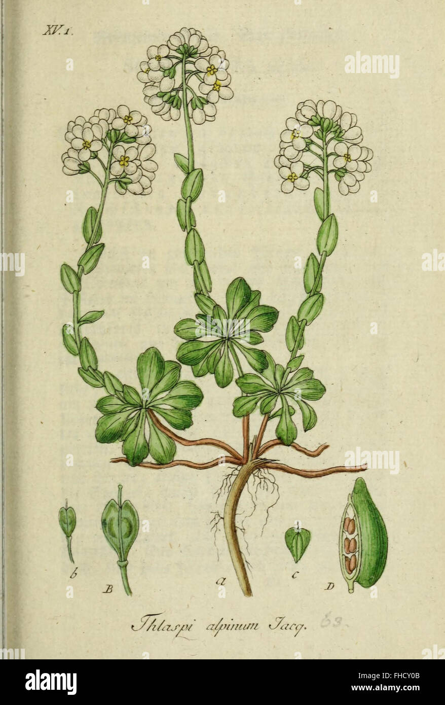 A detailed botanical work depicting the flora of Germany, with accurate ...