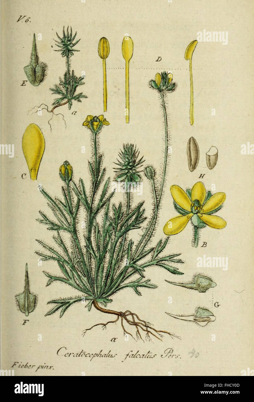 A comprehensive botanical work illustrating the flora of Germany as ...