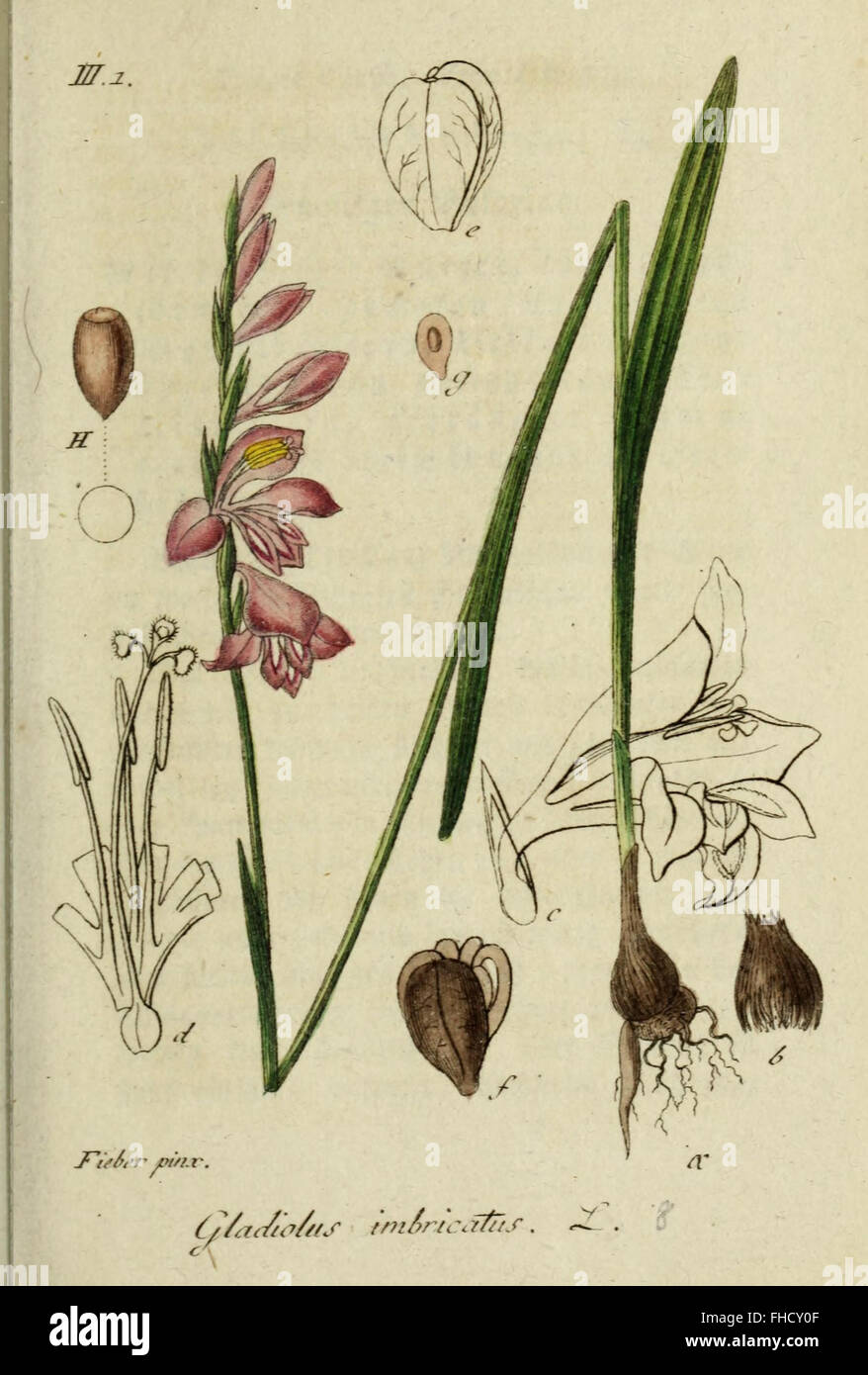 Deutschlands Flora in Abbildungen Nach der Natur, Botany, Germany ...