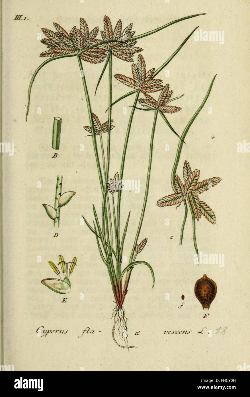 A botanical work illustrating the flora of Germany with detailed ...