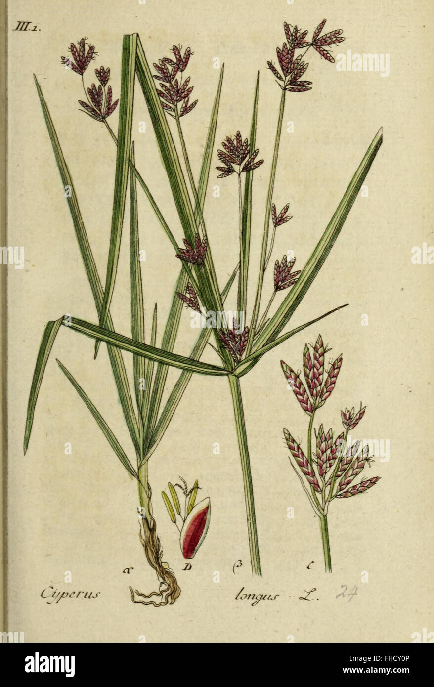 Germany's Flora Illustrated from Nature, a botanical reference ...