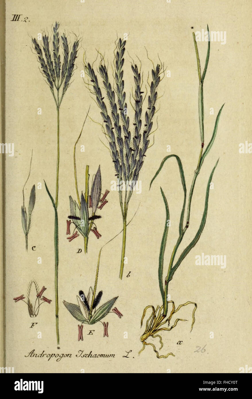 Flora of Germany in illustrations after nature, depicting plant species ...