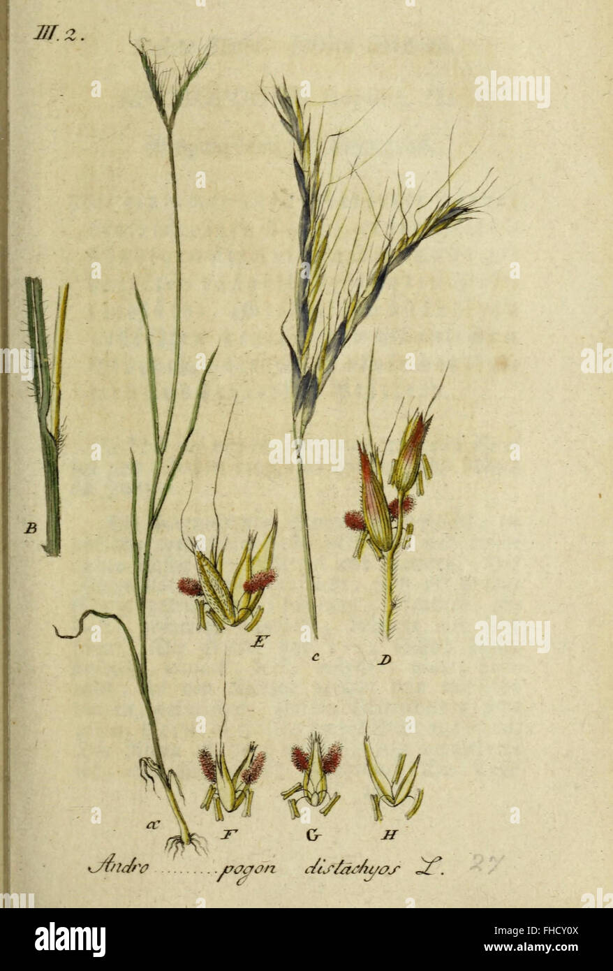 Germany’s flora illustrated from nature, a botanical work documenting ...