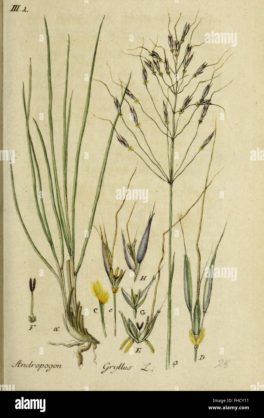 A botanical work from Germany featuring illustrated plant species ...