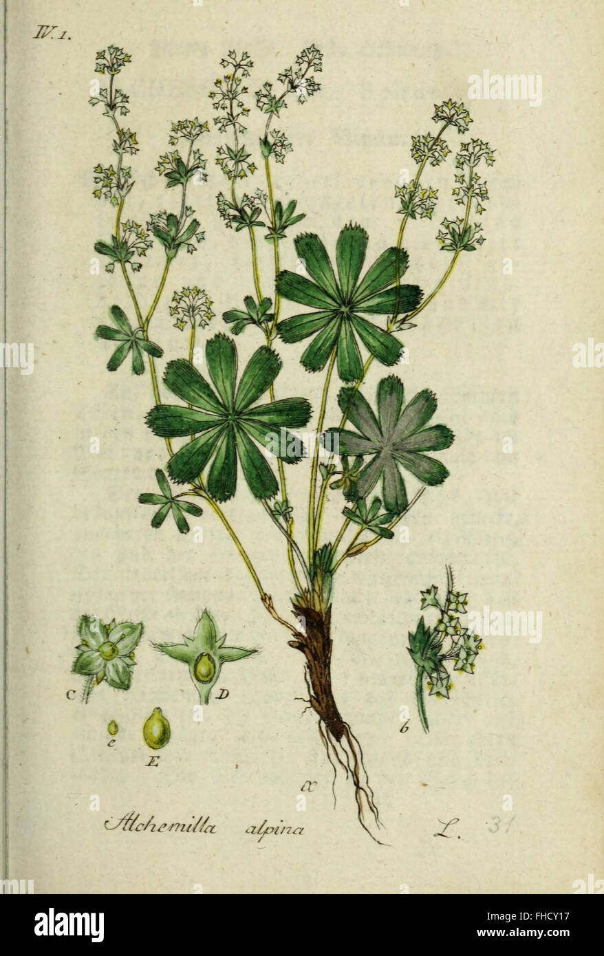 A botanical guide to Germany's flora, featuring naturalistic ...