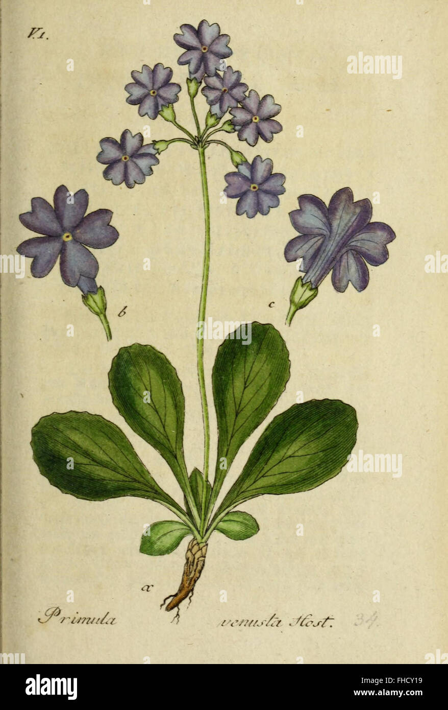 Flora of Germany illustrated from nature Stock Photo - Alamy