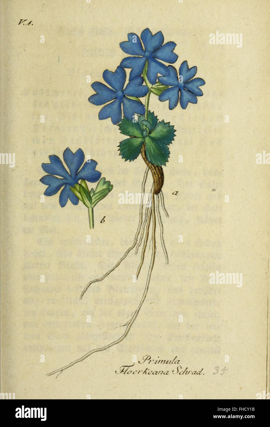 German Flora, Botanical Studies, Plant Illustration, Germany, Botany ...