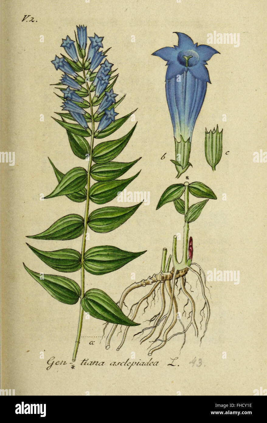 A detailed German botanical work featuring illustrations of native ...
