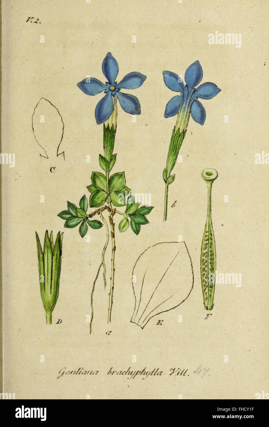 A botanical work illustrating the flora of Germany, showcasing detailed ...