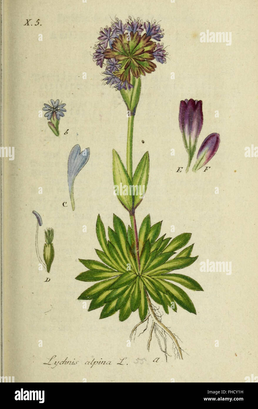 A comprehensive botanical study of Germany's flora, with illustrations ...