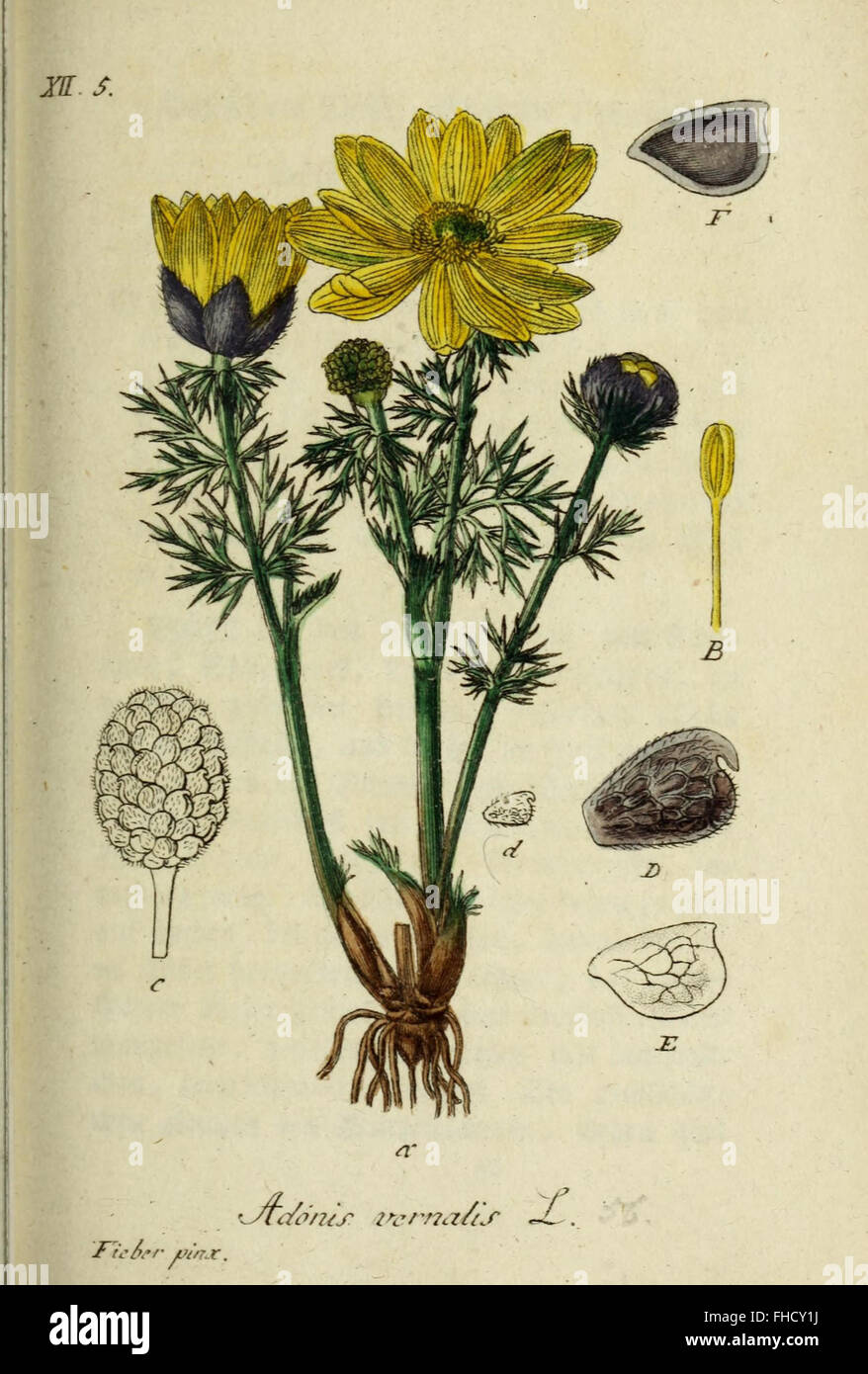 Deutschlands Flora in Abbildungen Nach Der Natur, a German botanical ...