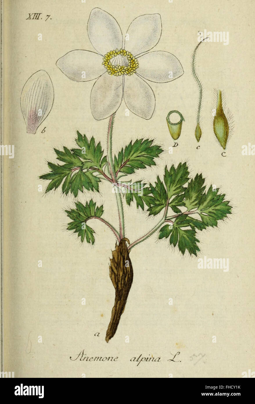 Flora of Germany in illustrations after nature, depicting plant species ...
