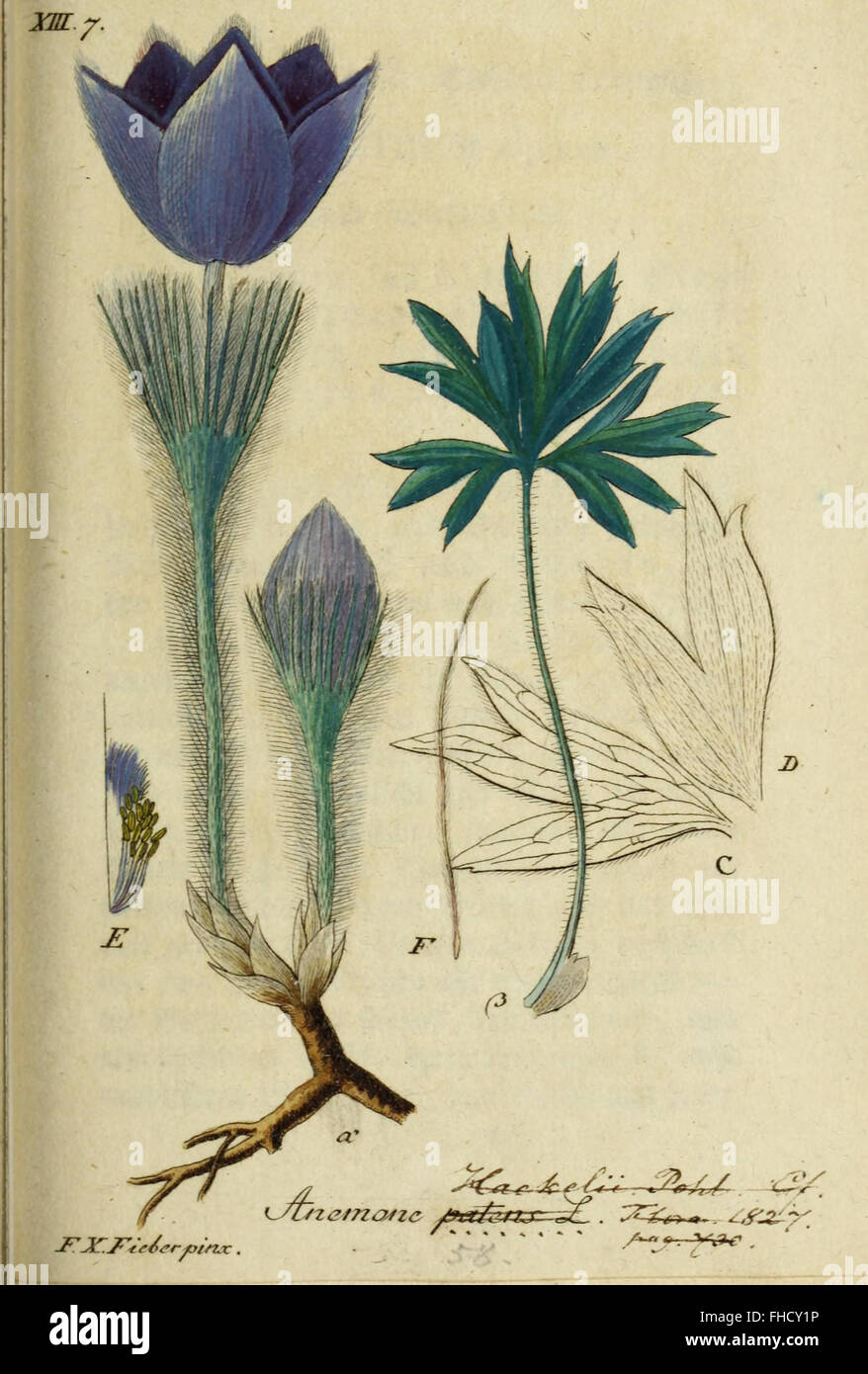 A botanical work detailing the flora of Germany, illustrated with ...