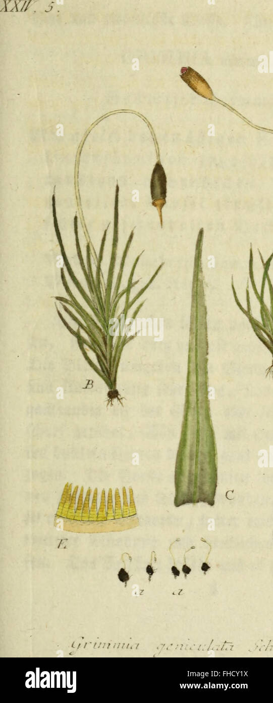 Deutschland’s Flora in Illustrations According to Nature (1818), a ...