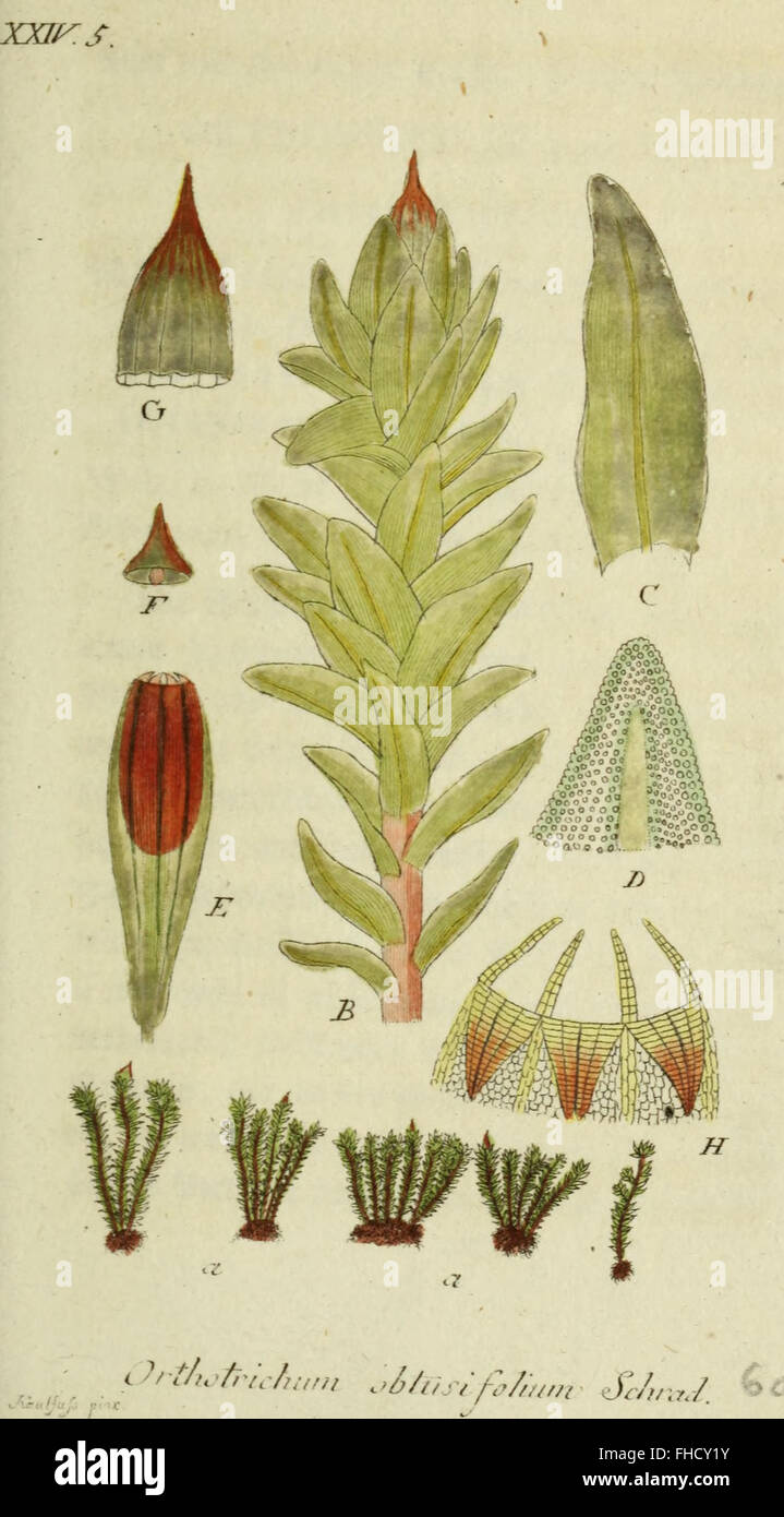 Germany's flora in illustrations based on nature, a botanical work from ...