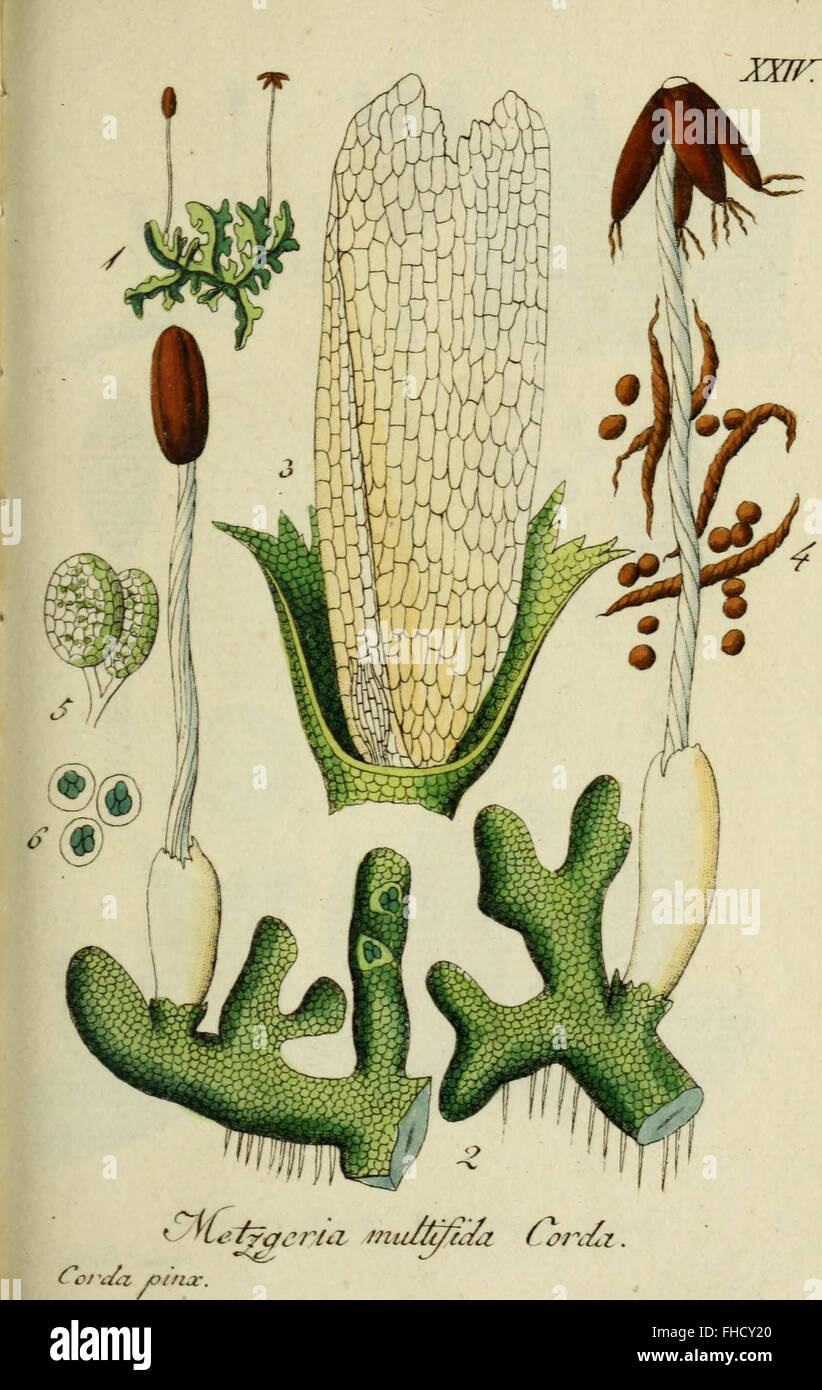 A 19th-century German botanical work that showcases native flora with ...