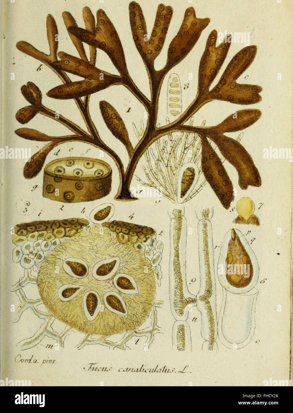A 1832 work on the flora of Germany, showcasing plant species through ...