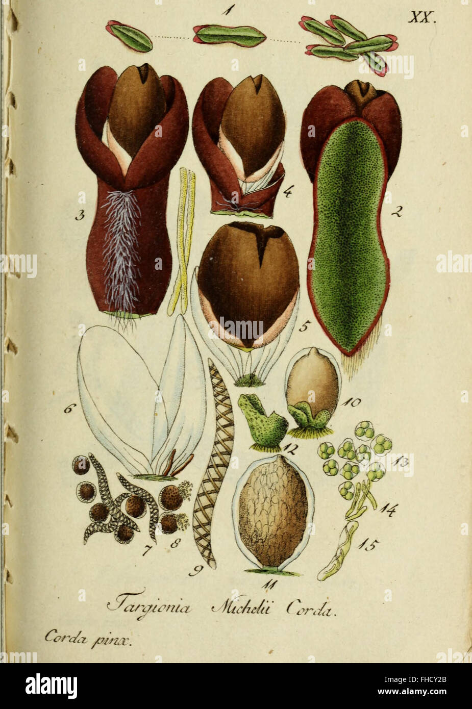 'Deutschlands Flora in Abbildungen nach der Natur' (Germany's Flora in ...