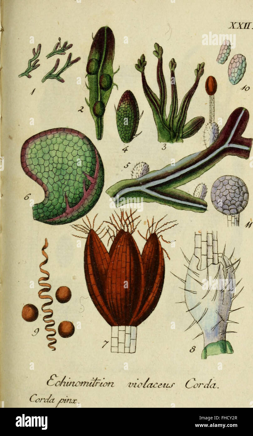 'Deutschlands Flora in Abbildungen nach der Natur' is an early ...