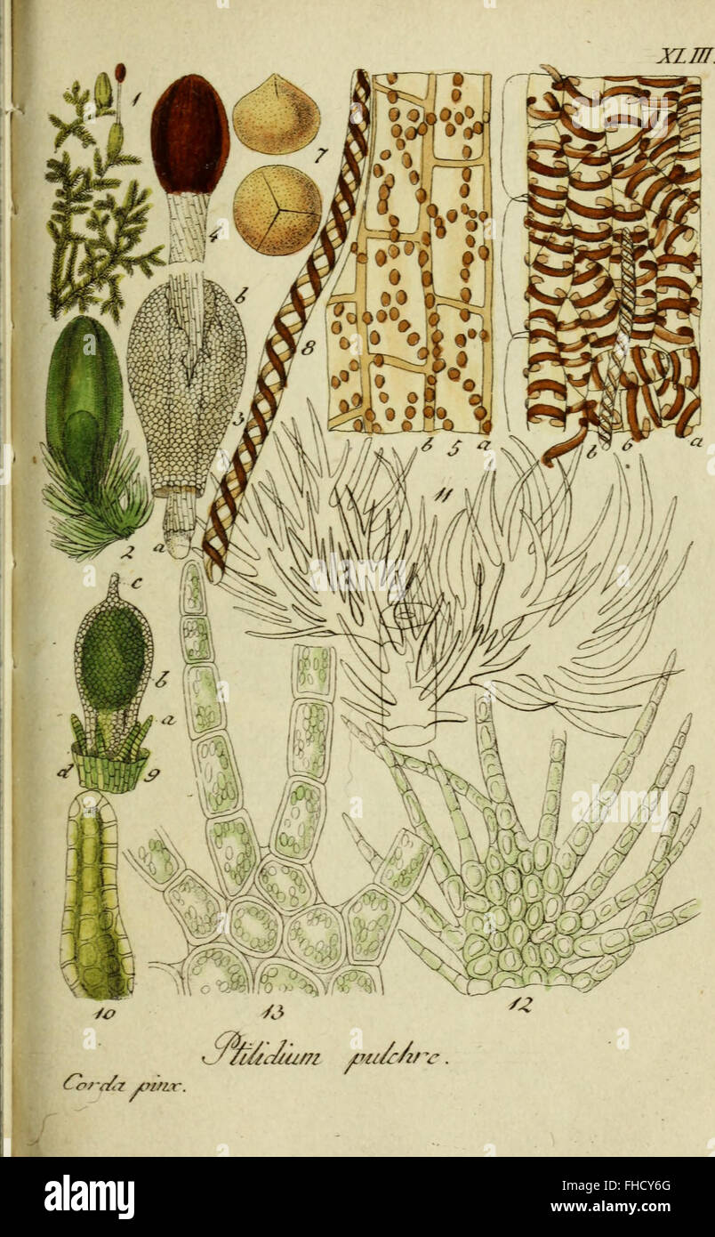 An early 19th-century botanical work showcasing the flora of Germany ...