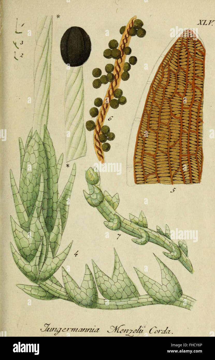 A 19th-century German work illustrating the native flora of Germany ...