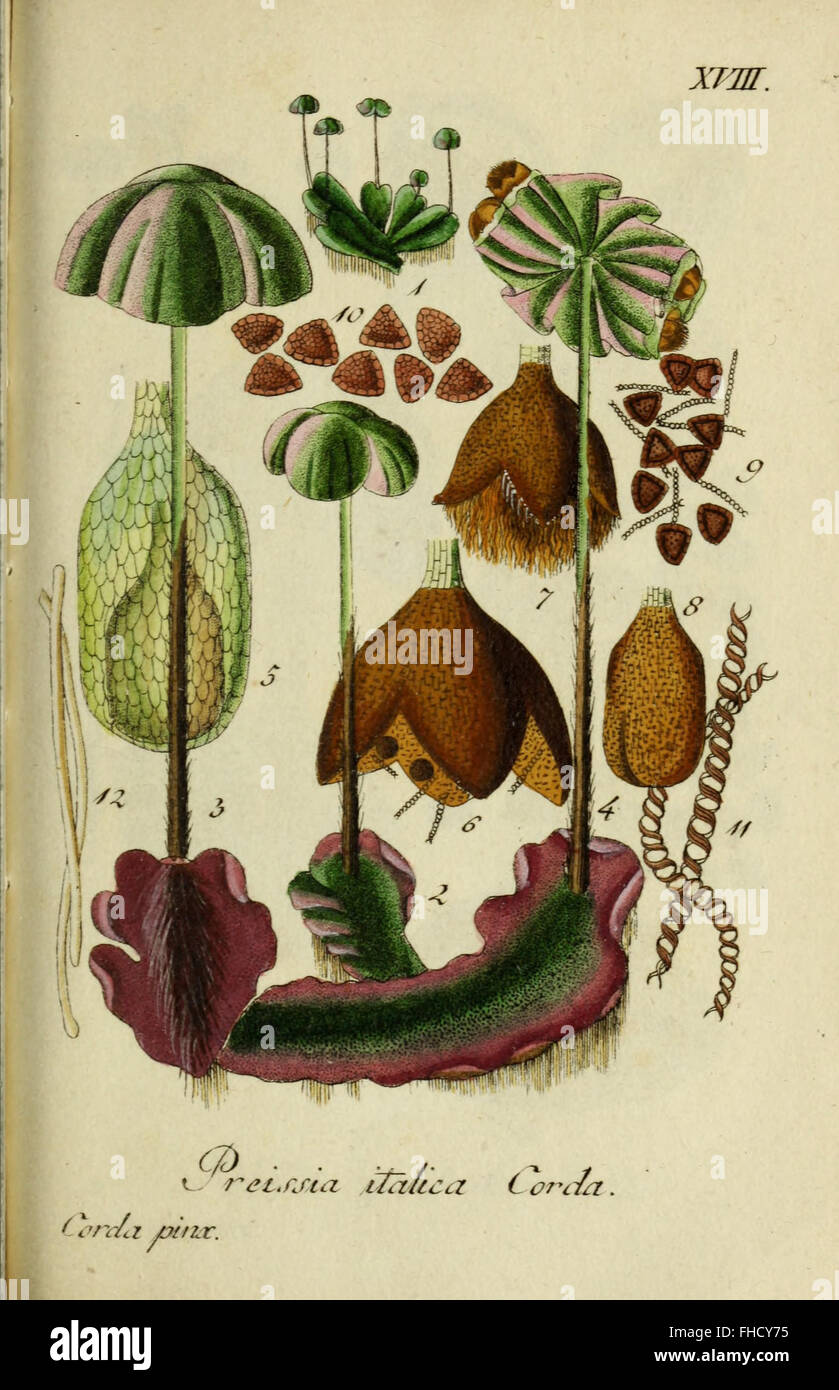 Deutschlands Flora in Abbildungen nach der Natur, a 1832 botanical work ...