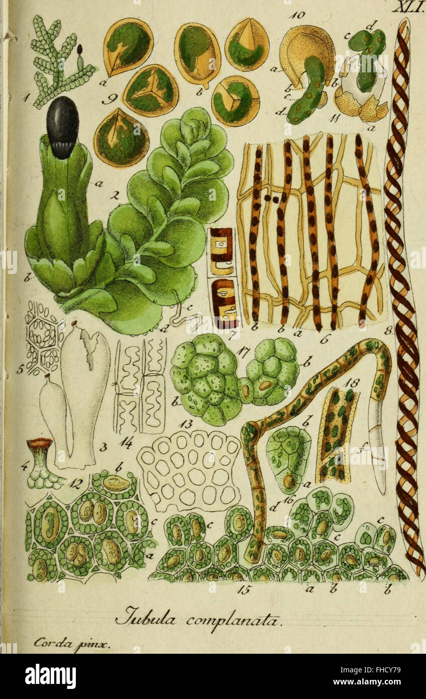 A botanical work from 1832 illustrating the flora of Germany with ...