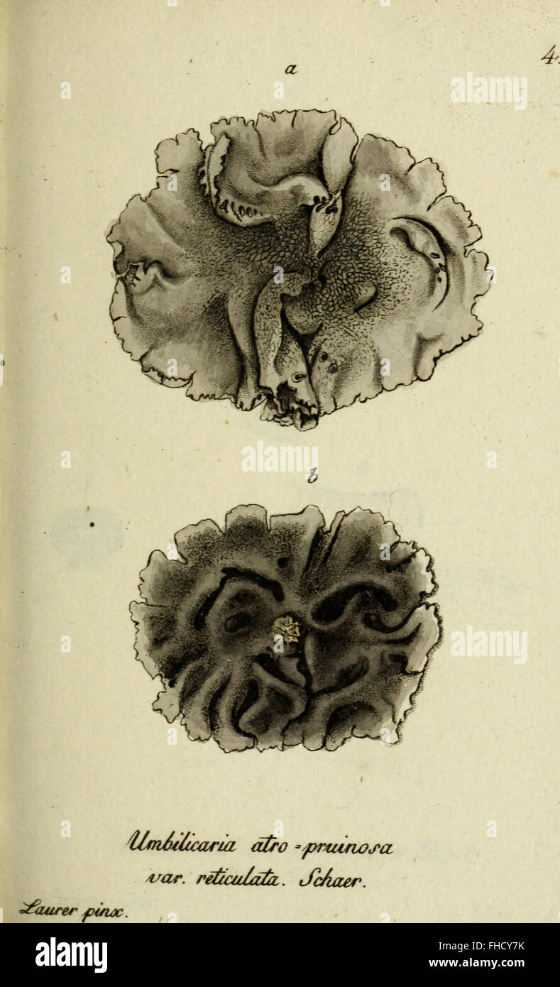 An early botanical work from 1832 that provides illustrated depictions ...