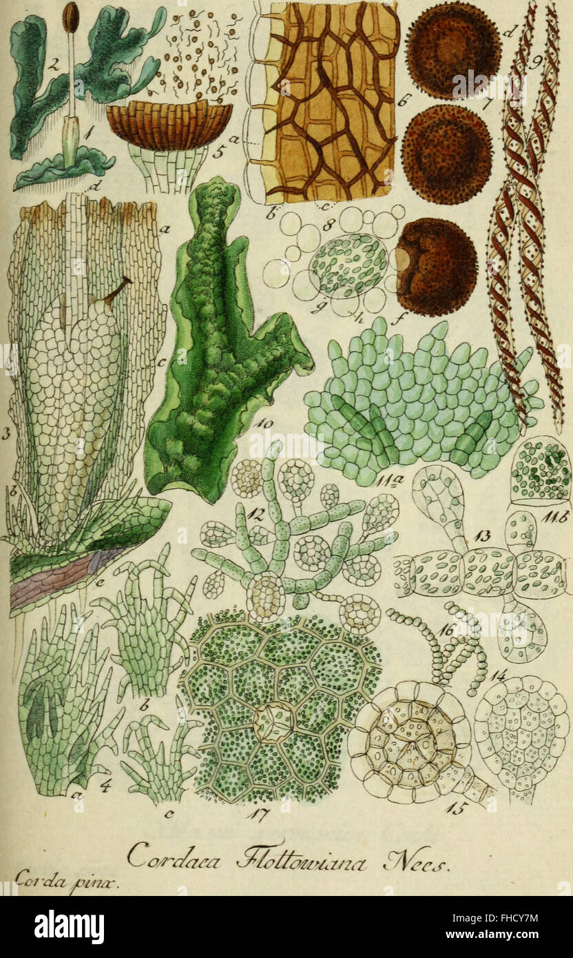 An illustrated botanical work from 1832 depicting the native plants of ...