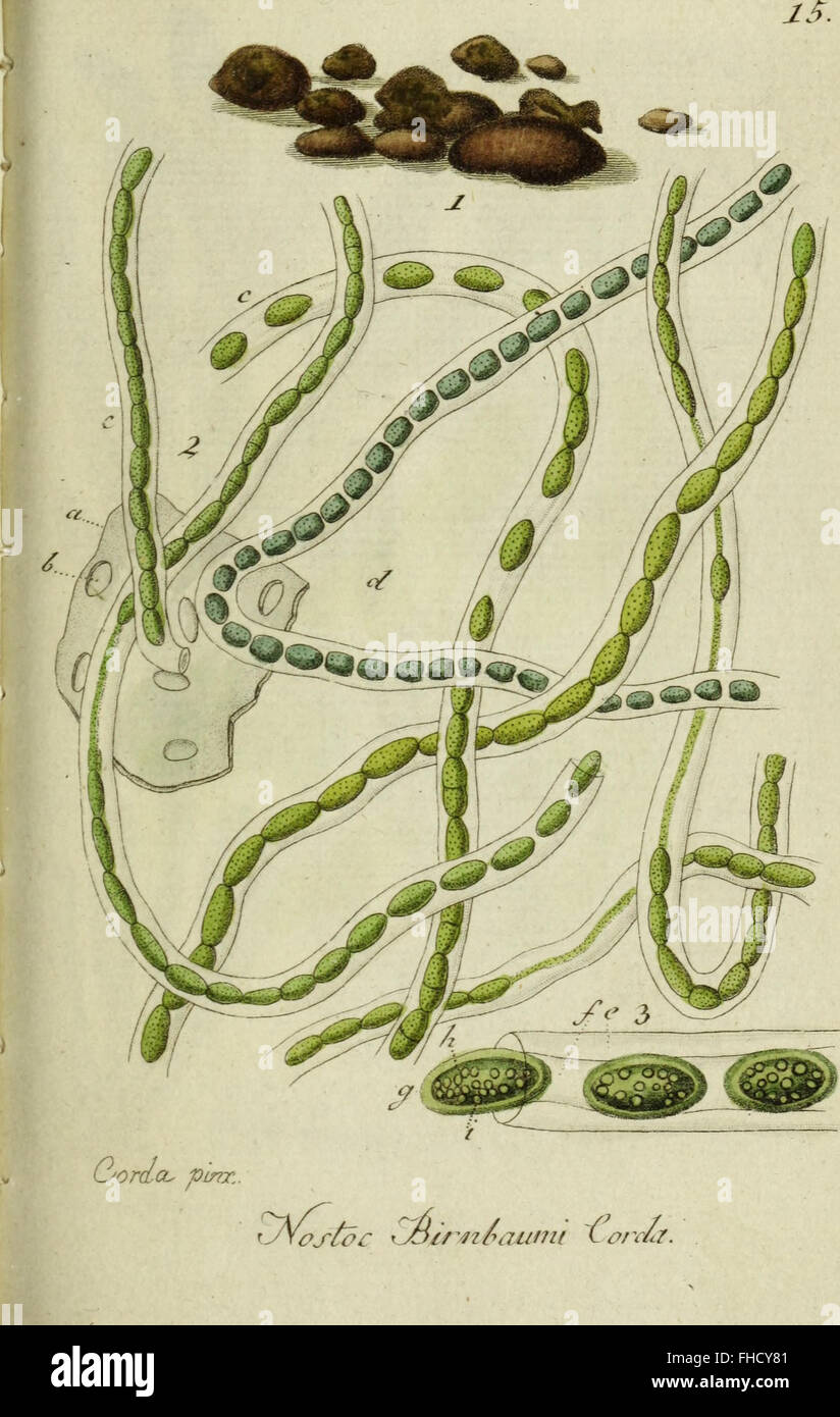 Illustrated work depicting the flora of Germany, painted from nature ...