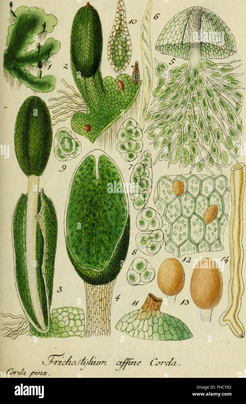 A 1832 botanical work showcasing Germany's flora with detailed ...
