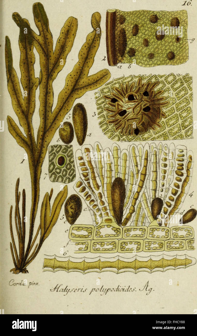A botanical work from 1832 showcasing the flora of Germany through ...