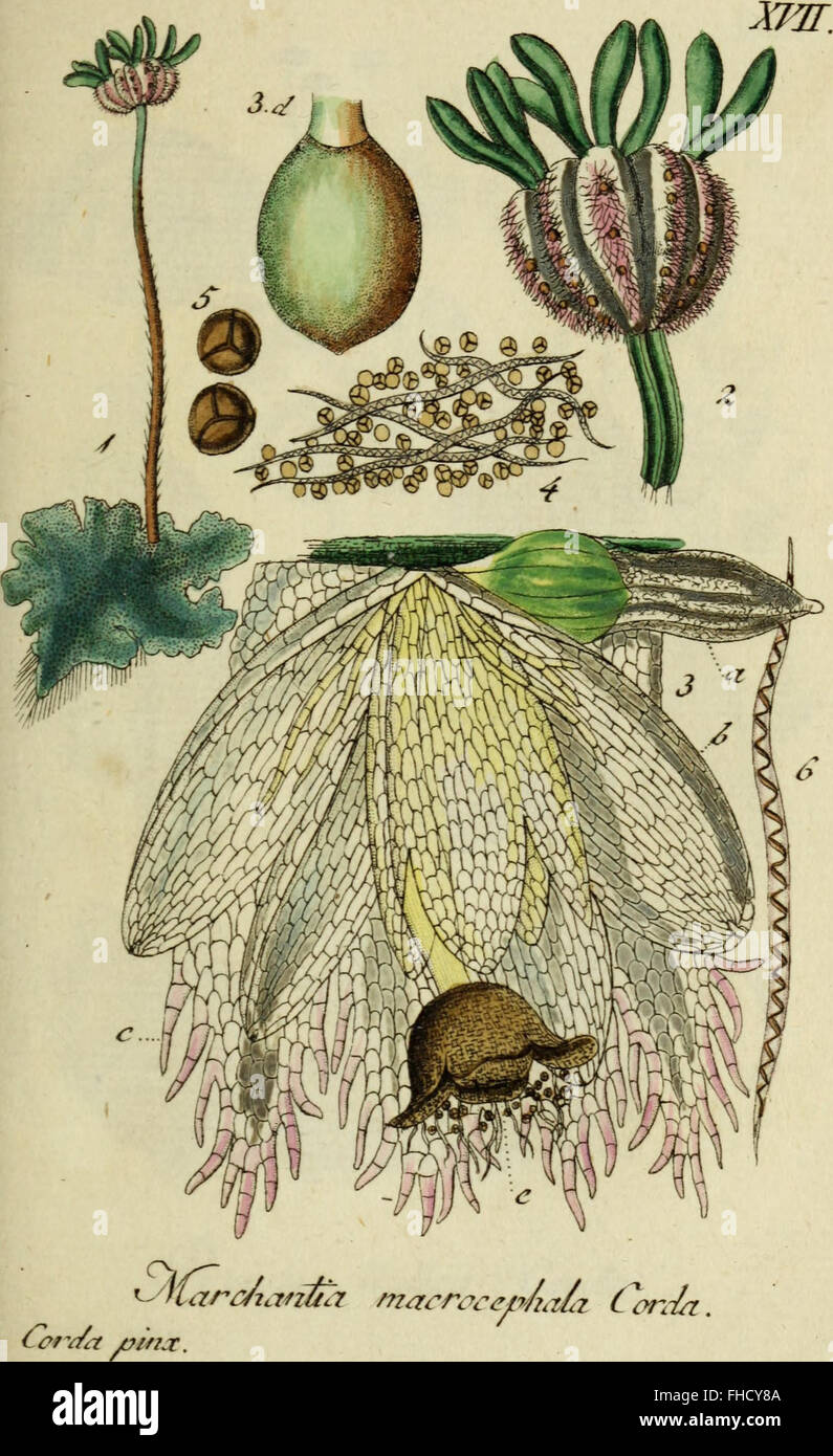 Illustrations of Germany's Flora, Based on Nature (1832 Stock Photo - Alamy