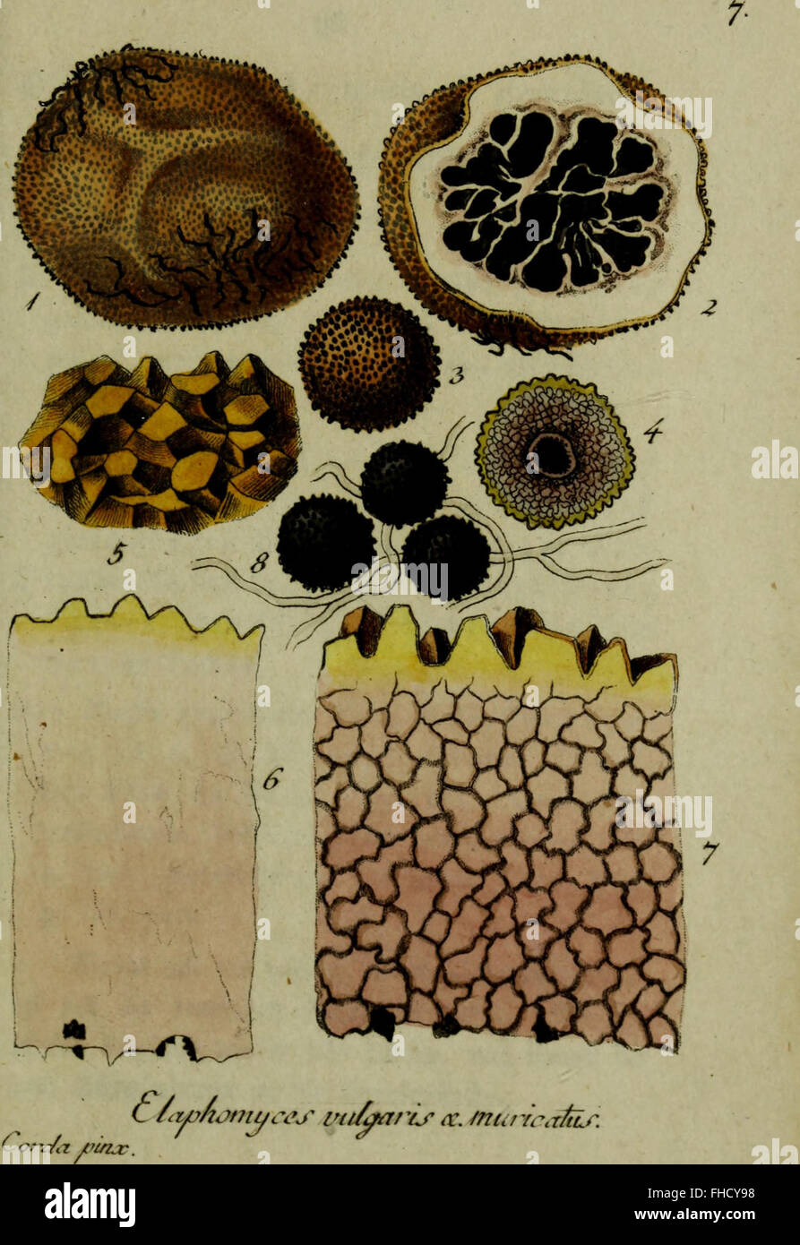 A German botanical book from 1841 illustrating the flora of Germany ...