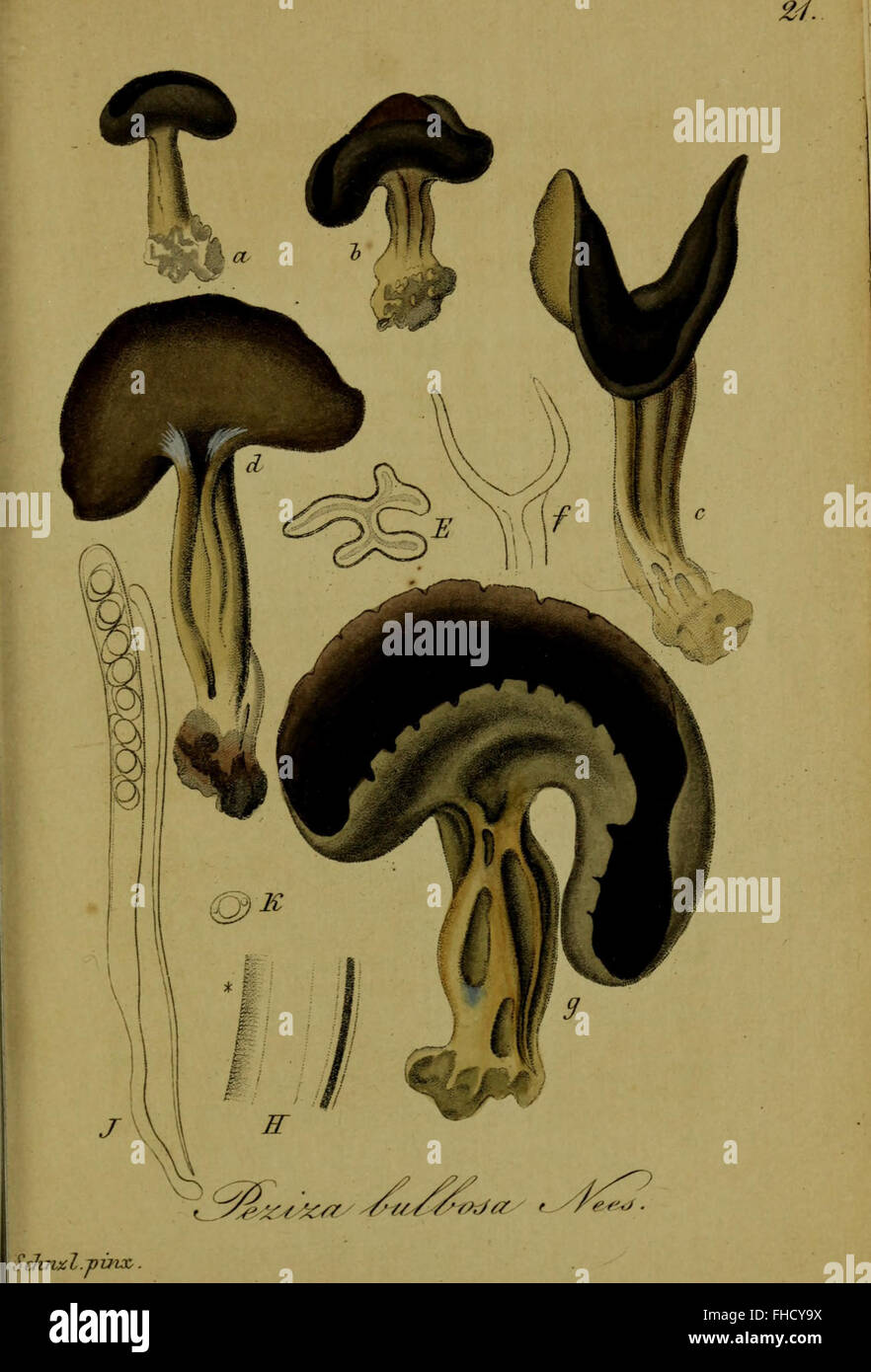 Deutschlands Flora in Abbildungen nach der Natur, a 1841 botanical work ...