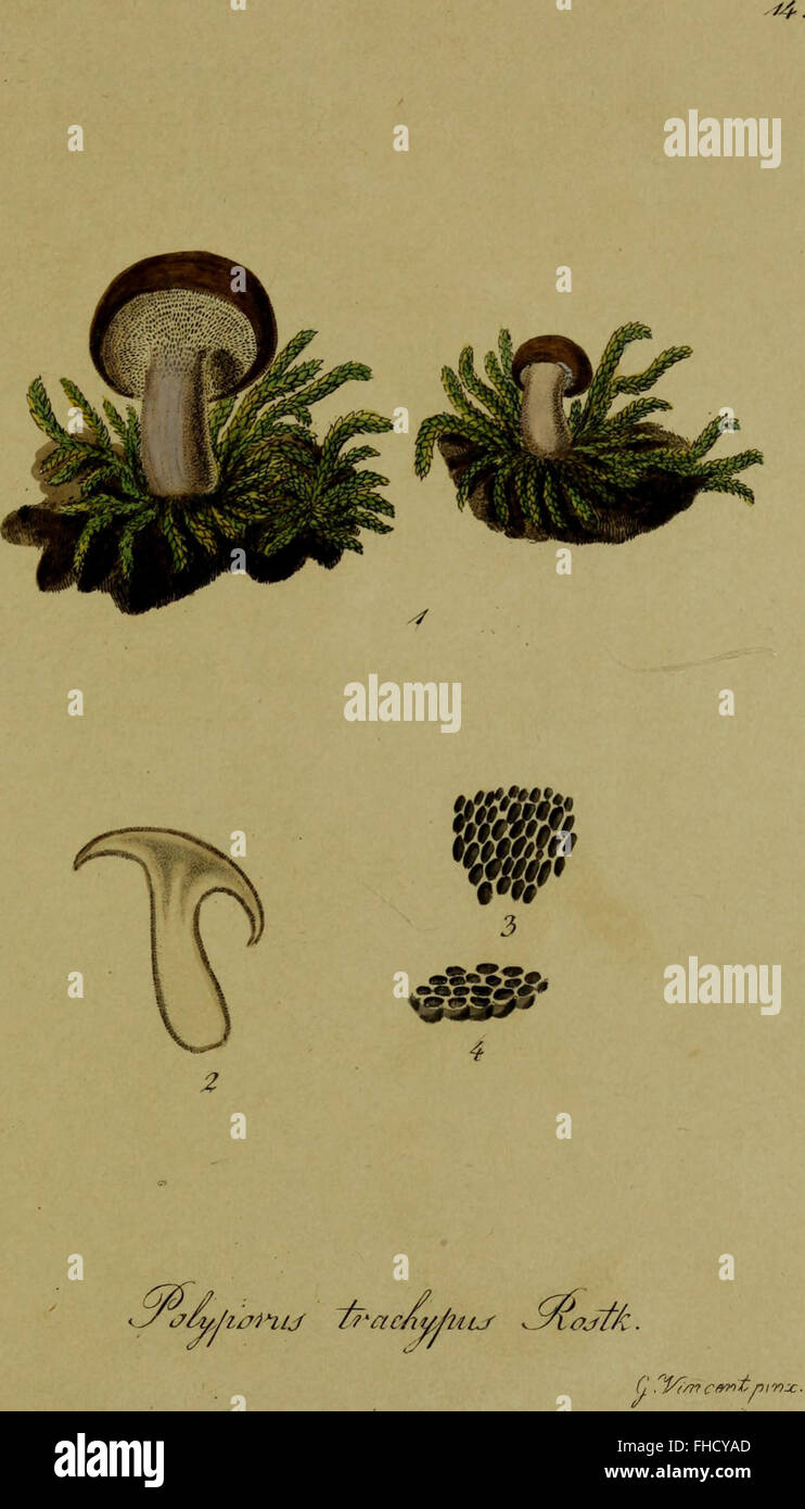 A botanical illustration of Germany's flora from 1841 Stock Photo - Alamy