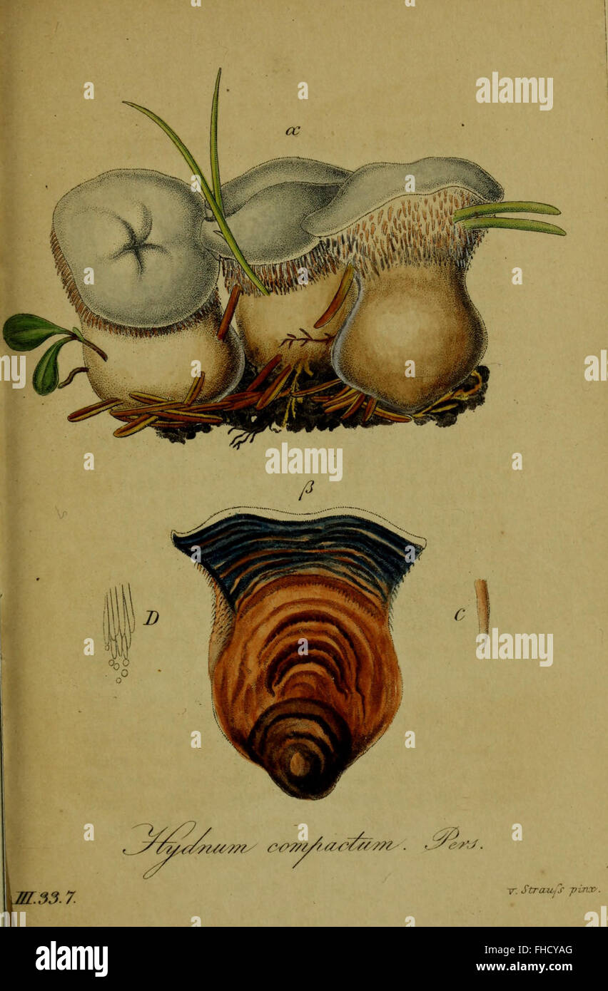 Deutschlands Flora in Abbildungen nach der Natur, a 1841 work depicting ...