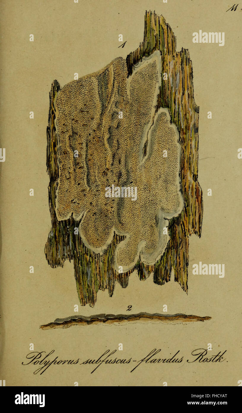 A 1841 German botanical work featuring illustrations of the native ...