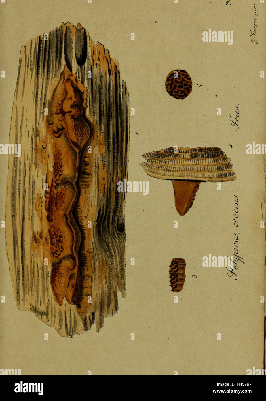 Deutschlands Flora in Abbildungen nach der Natur (1841) showcases the ...